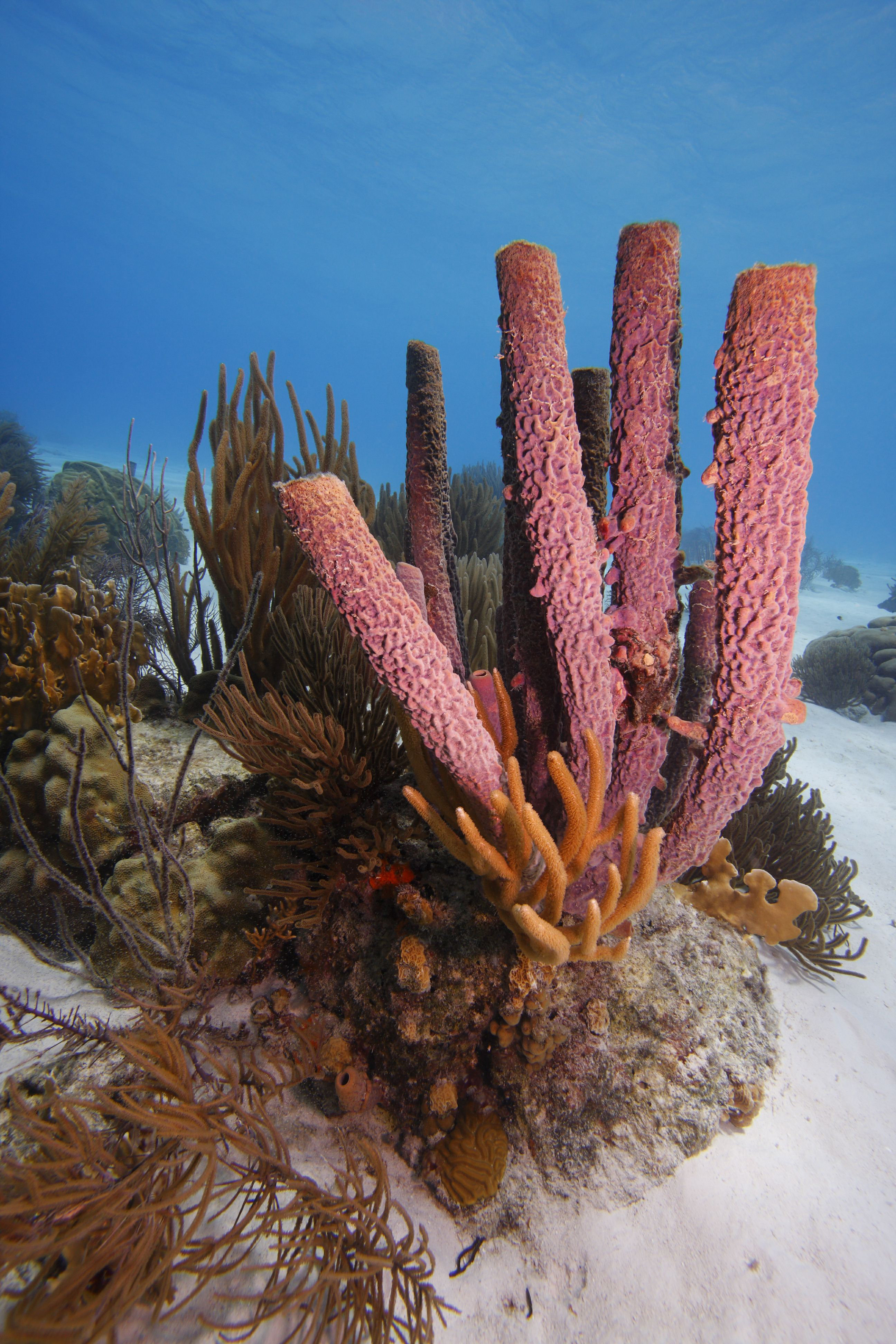 Highland Dunes Tabinowski Stove-Pipe Sponge by - Wrapped Canvas Photograph | Wayfair